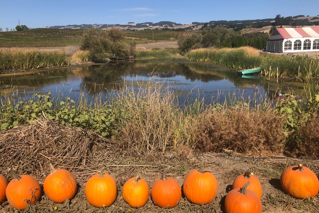 Halloween Fun at Pronzini Farms Pumpkin Patch in Petaluma | Marin Mommies