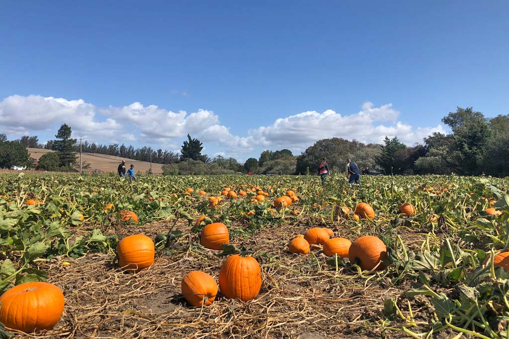 Experience Life on the Farm at McClelland's Dairy Pumpkin Patch | Marin ...