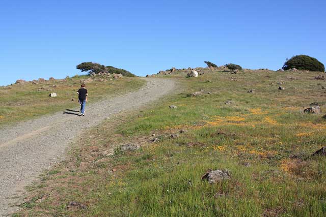 Spectacular Views and Spring Wildflowers Await at Ring Mountain | Marin ...