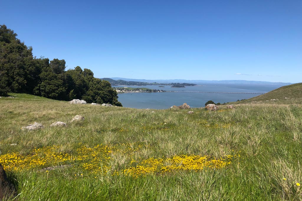 Spectacular Views and Spring Wildflowers Await at Ring Mountain | Marin ...