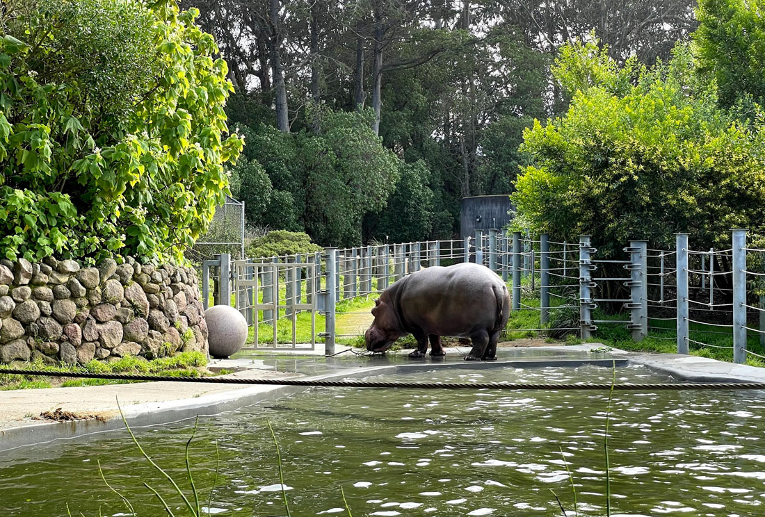 Bay Area Zoos & Wildlife Experiences for Families | Marin Mommies