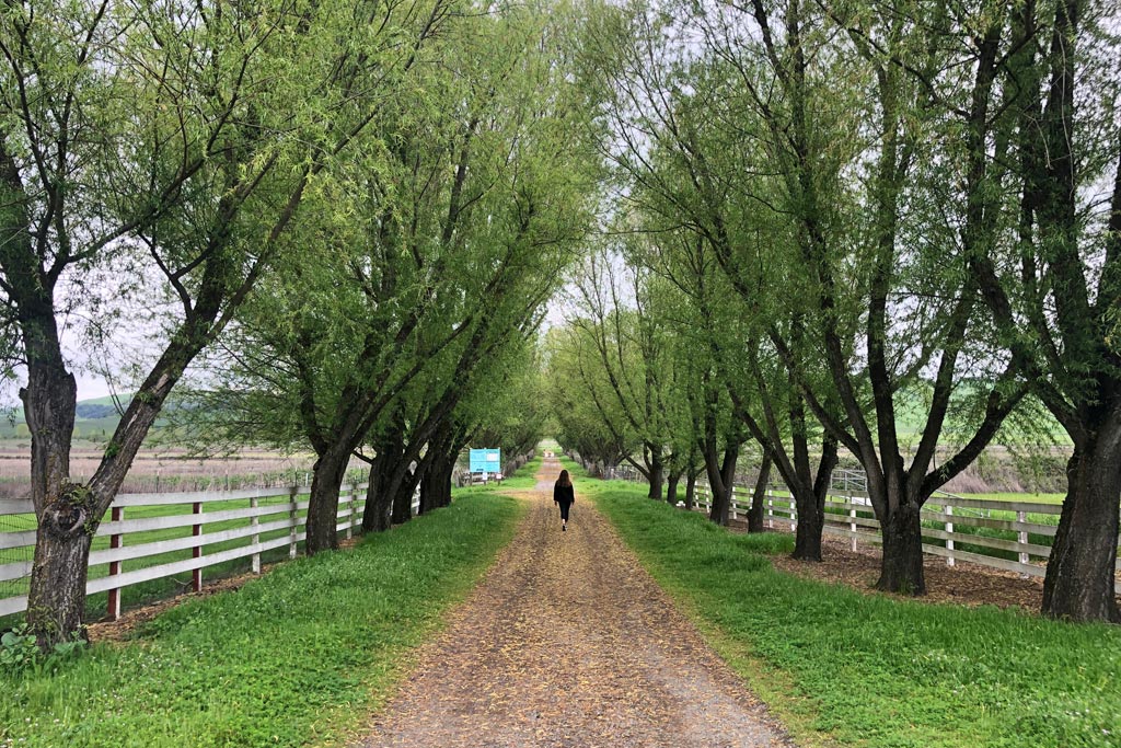 Tolay Lake Regional Park Is a Fantastic Place for a Family Hike | Marin ...
