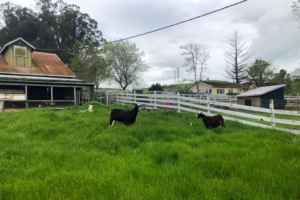 Tolay Lake Regional Park Is a Fantastic Place for a Family Hike | Marin ...