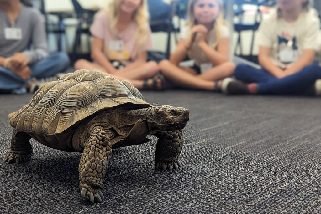 Bay Area Zoos & Wildlife Experiences for Families | Marin Mommies