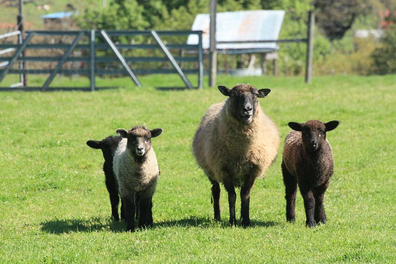 Celebrate Spring with Blossoms, Bees & Barnyard Babies | Marin Mommies