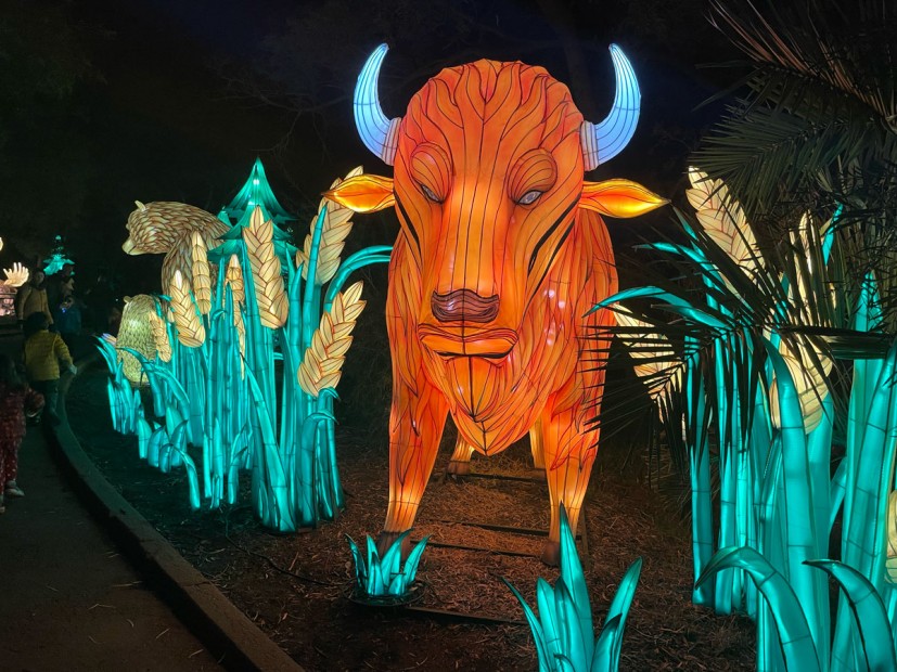 Glowfari, Oakland Zoo| Marin Mommies