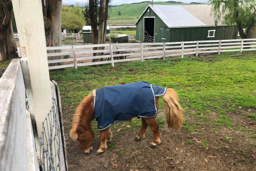 Tolay Lake Regional Park Is a Fantastic Place for a Family Hike | Marin ...